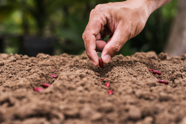 Tax on Agriculture: GST applicable on seeds used in agriculture say two ...